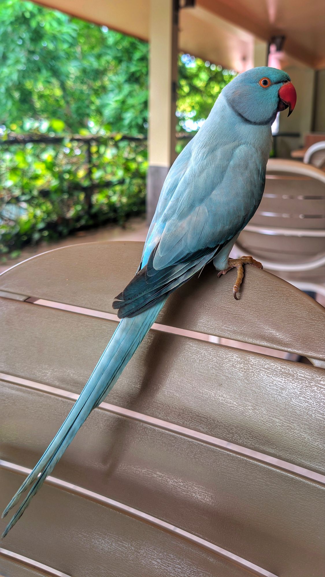 Wildlife of the Maldives: What Animals Can You See and Where to Find ...