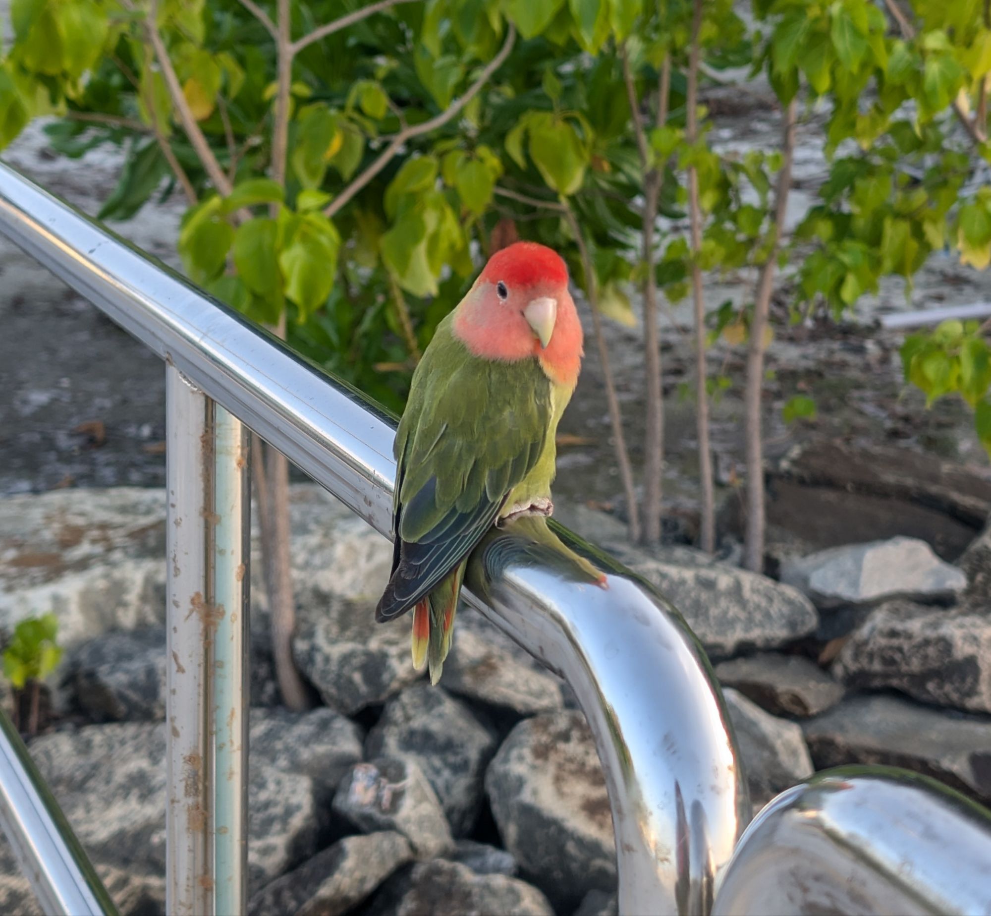 Wildlife of the Maldives: What Animals Can You See and Where to Find ...